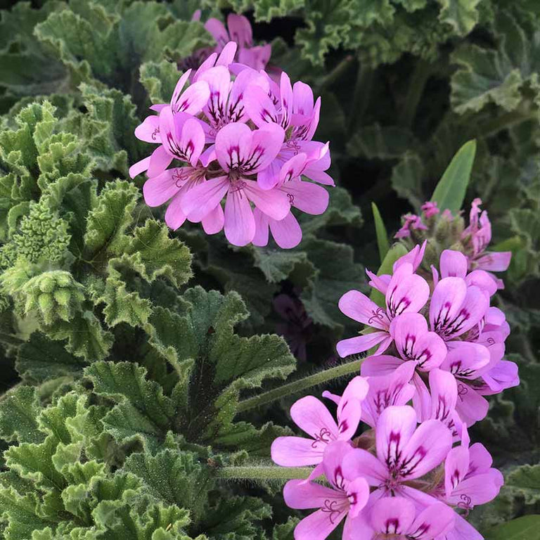 hydrating vapor distilled geranium flower water – Katari Beauty